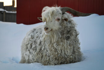 Swelling Disease in Angora Goats - Goat Journal